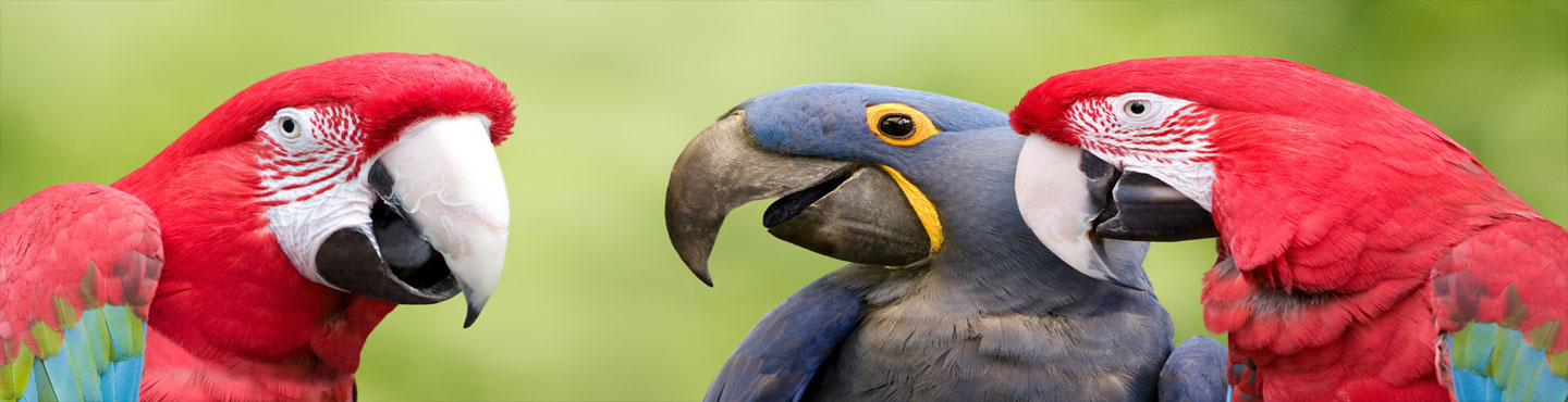 Bird Watching in Bandhavgarh National Park